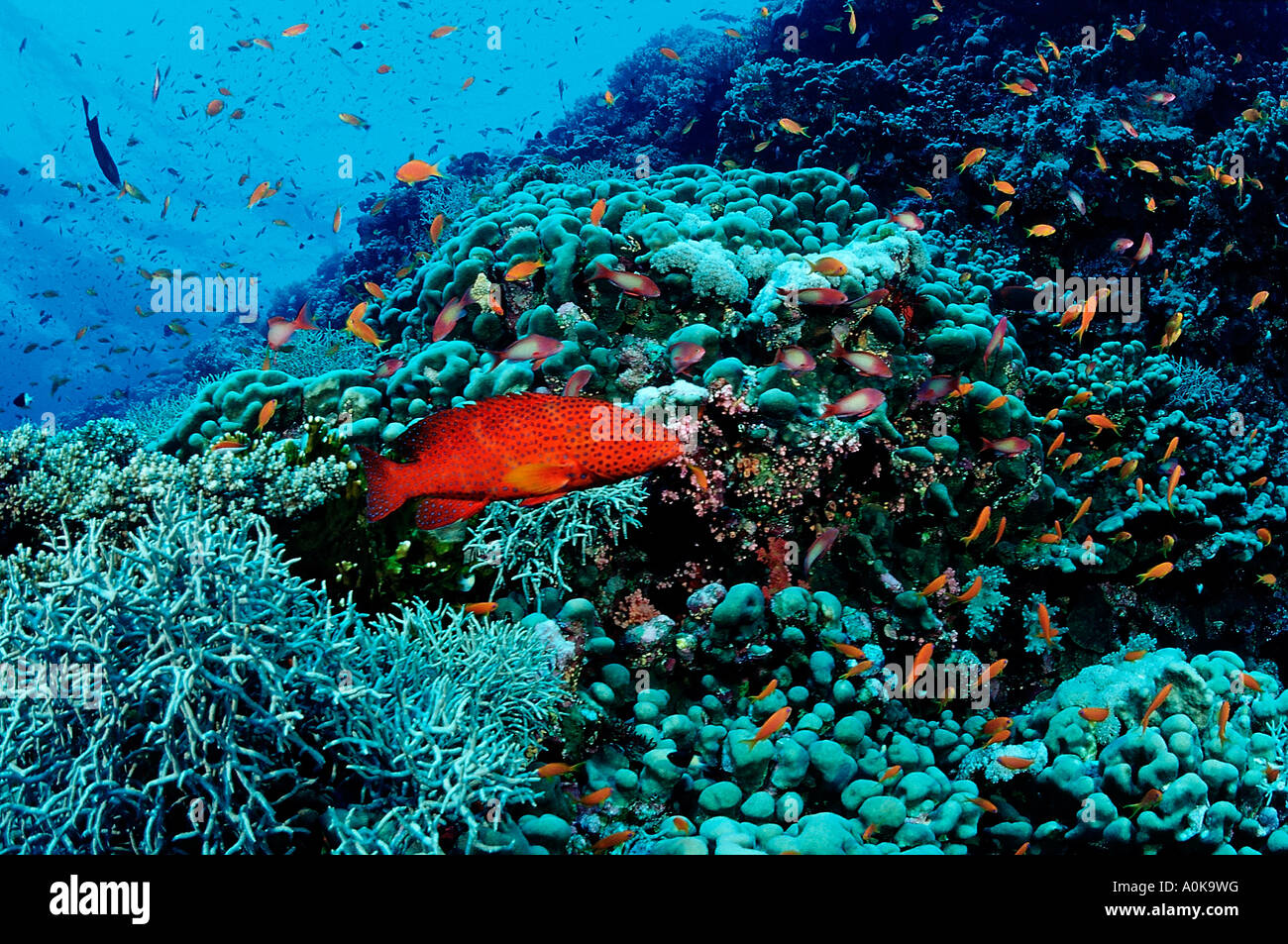 Miniatus hi-res stock photography and images - Alamy