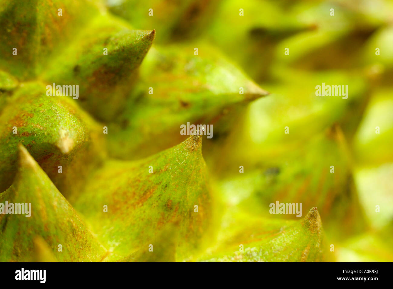close up of durian fruit abstract like a thorny landscape Stock Photo ...