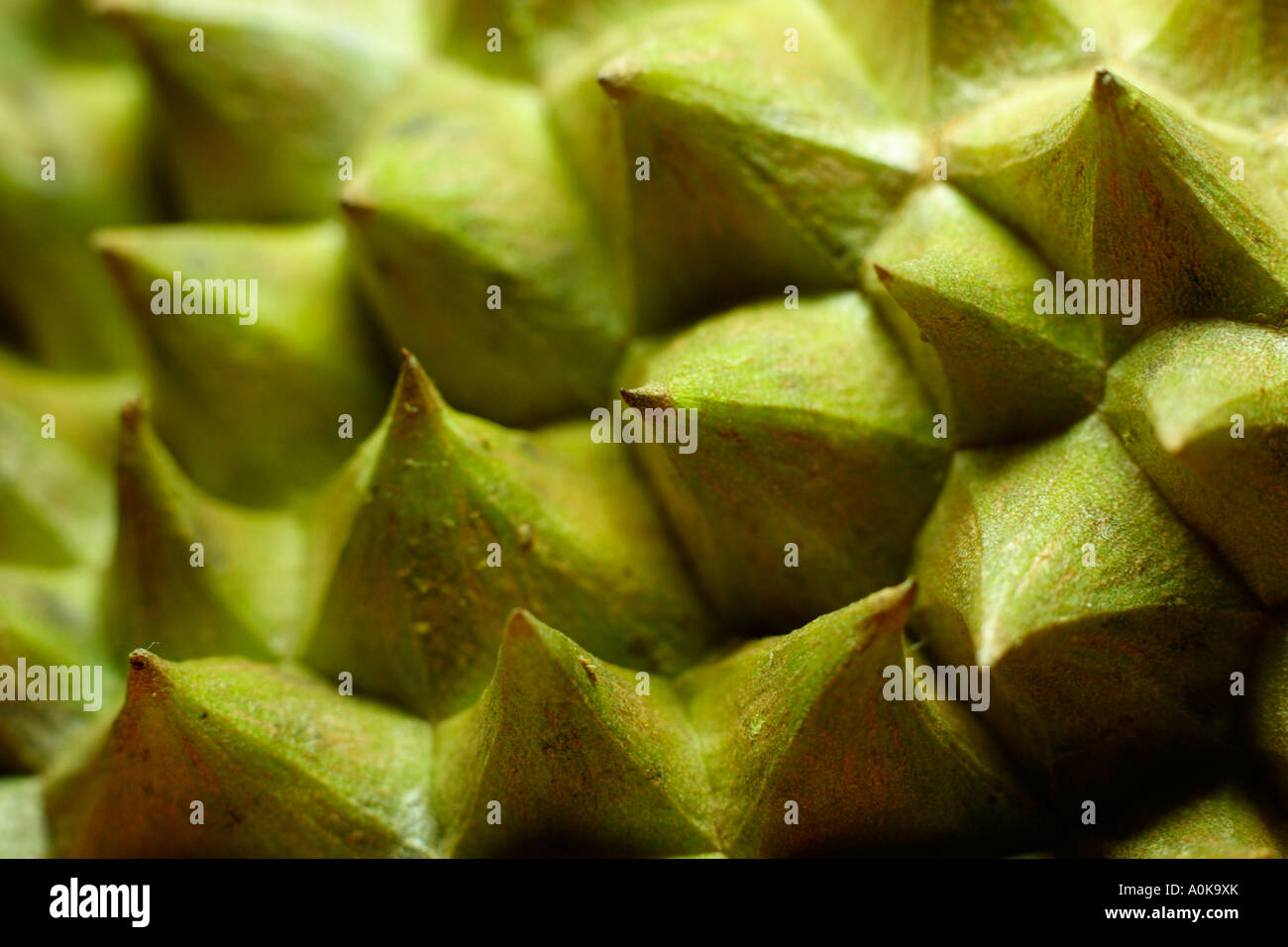 close up of durian fruit abstract like a thorny landscape Stock Photo ...