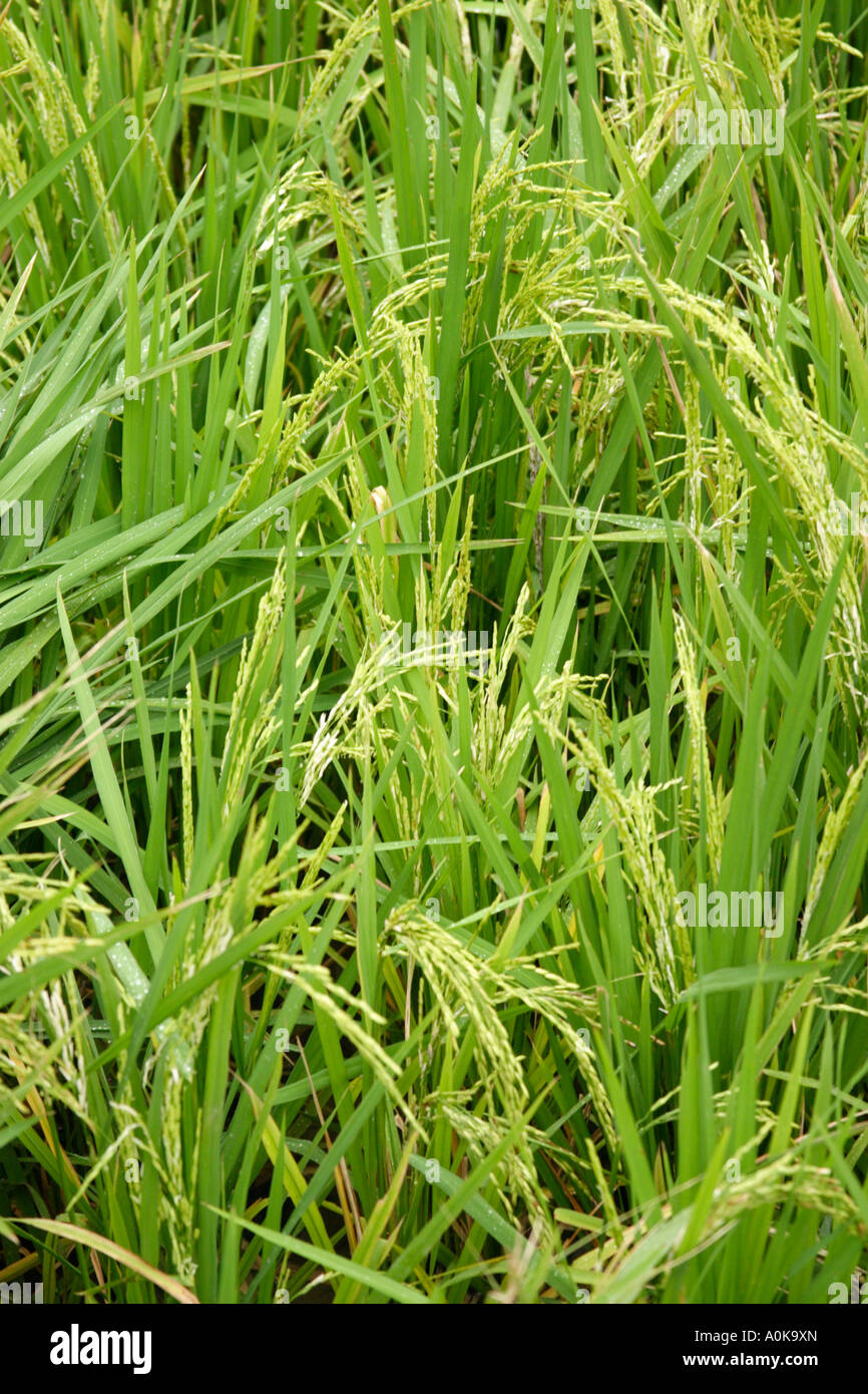 Padi stalks hi-res stock photography and images - Alamy