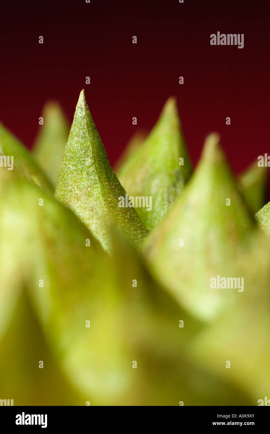 close up of durian fruit abstract like a thorny landscape Stock Photo ...