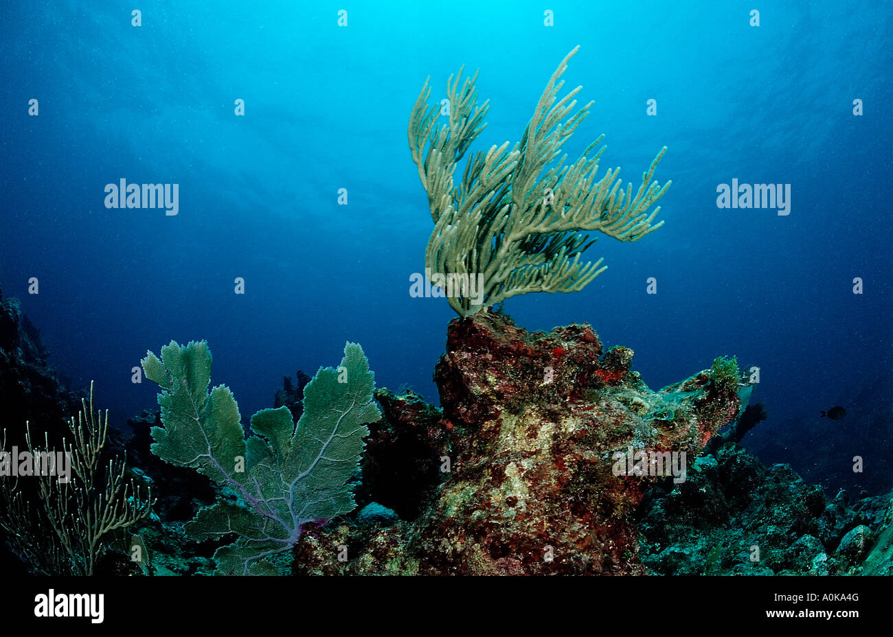 Caribbean Coral Reef Caribbean Sea Cuba Stock Photo - Alamy
