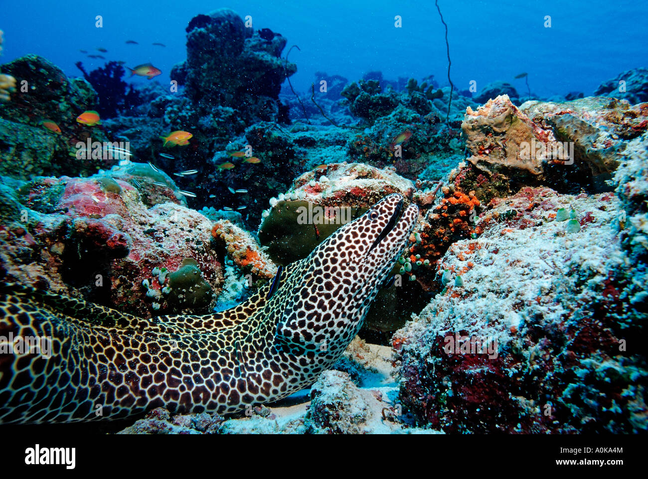Honeycomb Moray Gymnothorax favagineus Indian Ocean Ari Atol Maldives ...