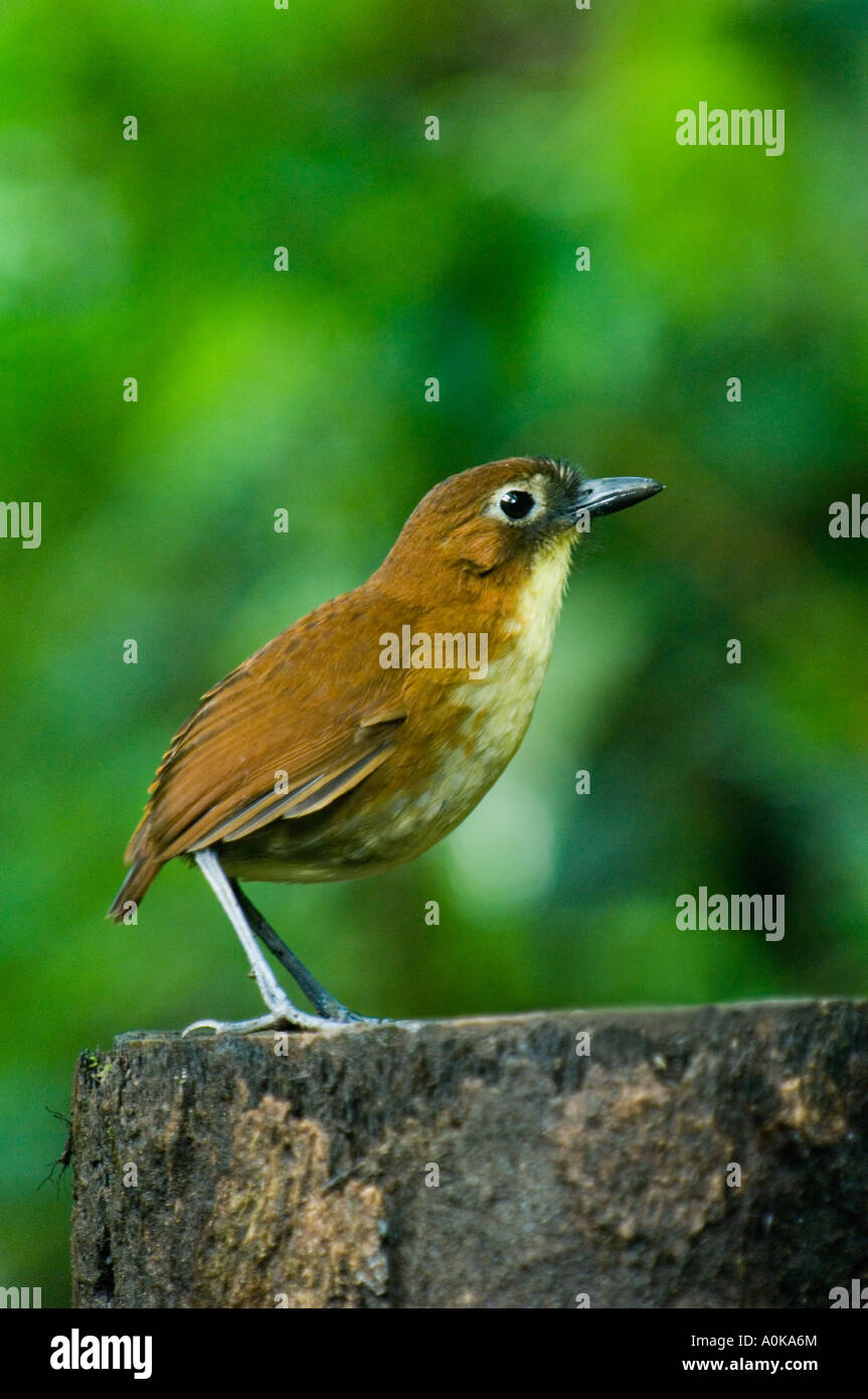 Yellow-breasted Antpitta (Grallaria flavotincta) WILD Mindo area ...