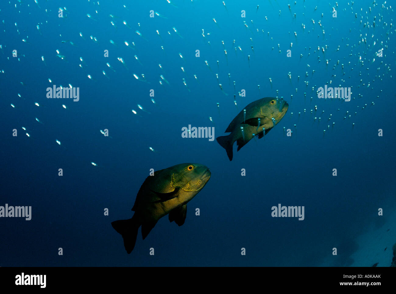Black Snapper and Pygmy Sweepers Macolor niger Indian Ocean Maldives ...