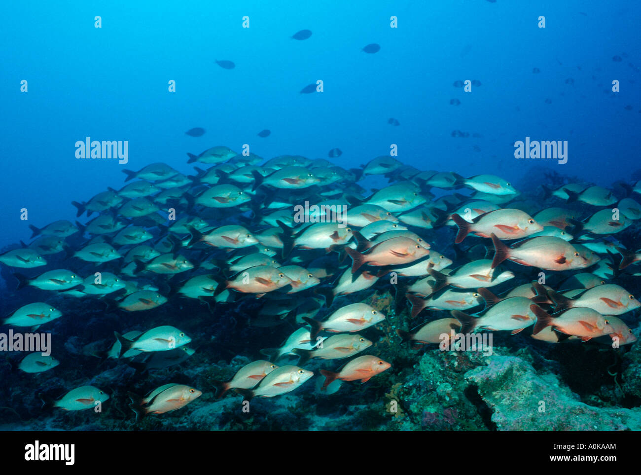 Humpback Snapper Lutjanus gibbus Indian Ocean Maldives Island Stock ...