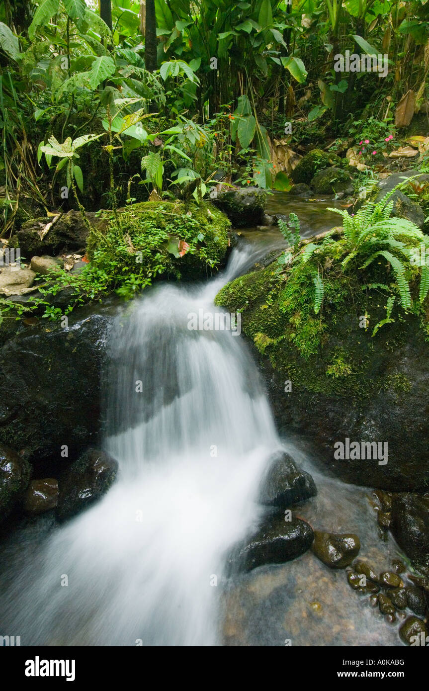 ECUADOR, Landscape, Small cloud forest stream, near Mindo, Western ...