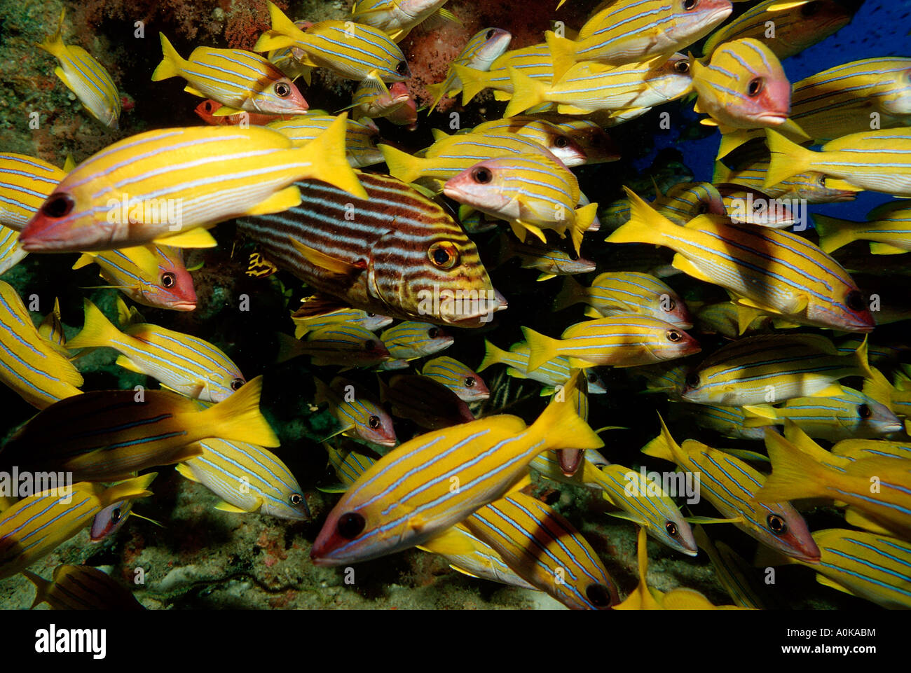 Bluestripe snapper Lutjanus kasmira Indian Ocean Maldives Island Stock ...