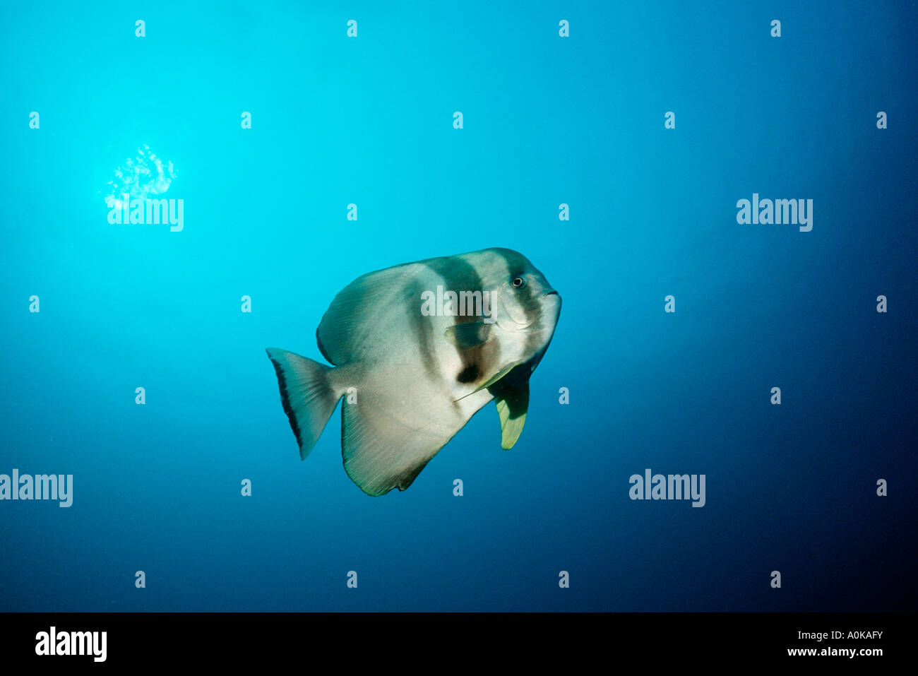 Pinnate Batfish Platax pinnatus Indian Ocean Maldives Island Stock ...