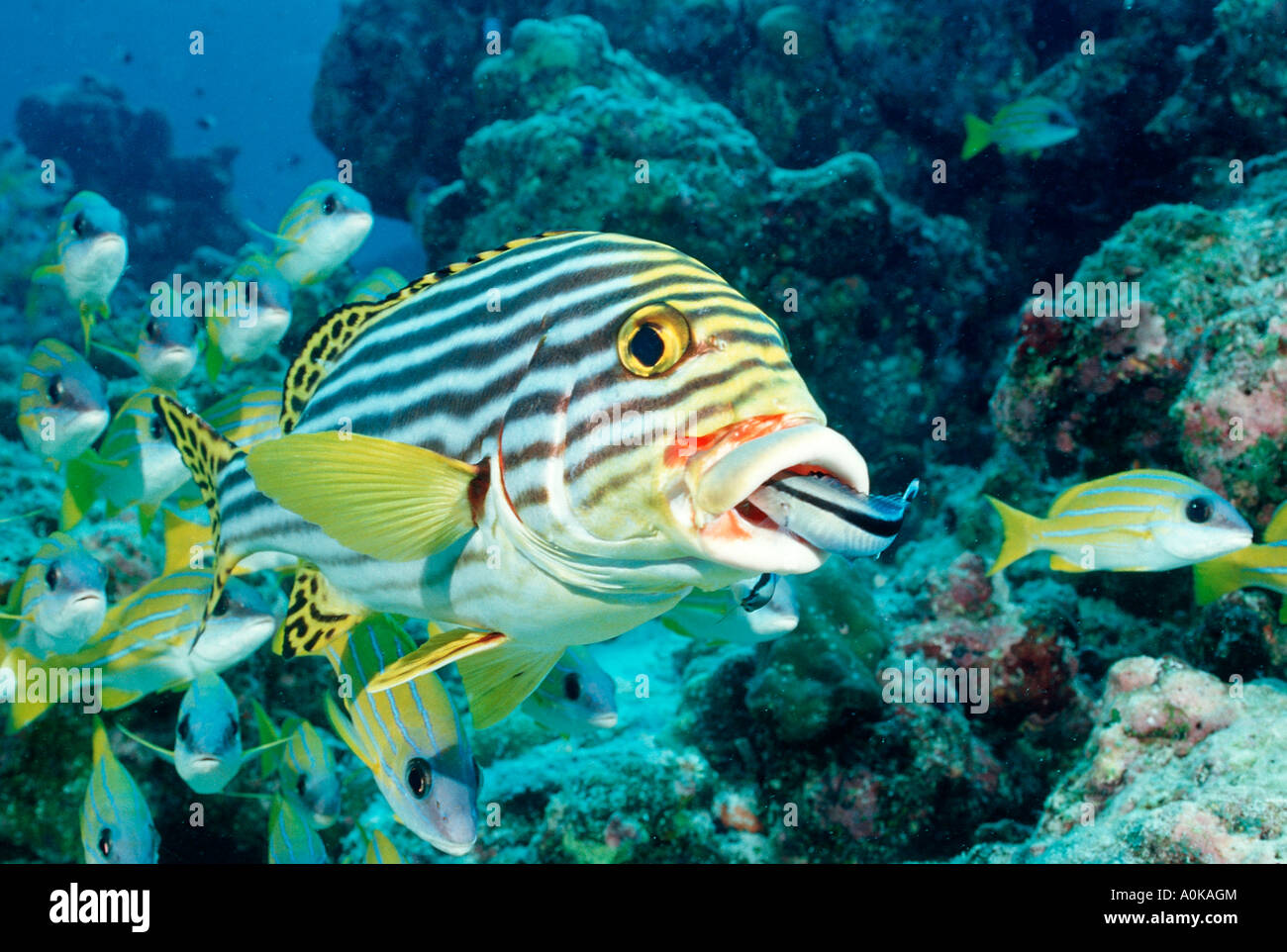 Cleaner wrasse fish hi-res stock photography and images - Alamy