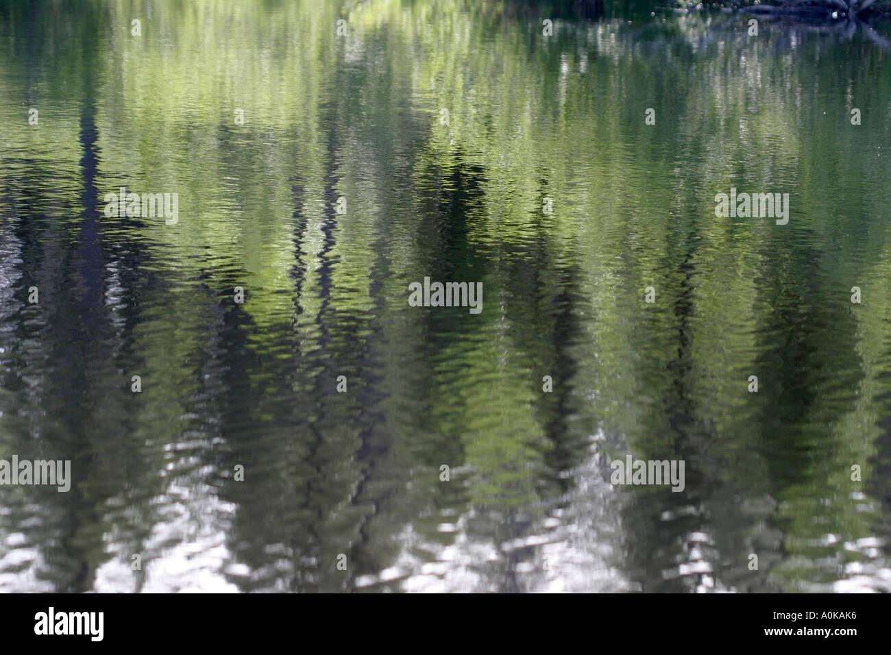 Trees reflecting in water Stock Photo - Alamy