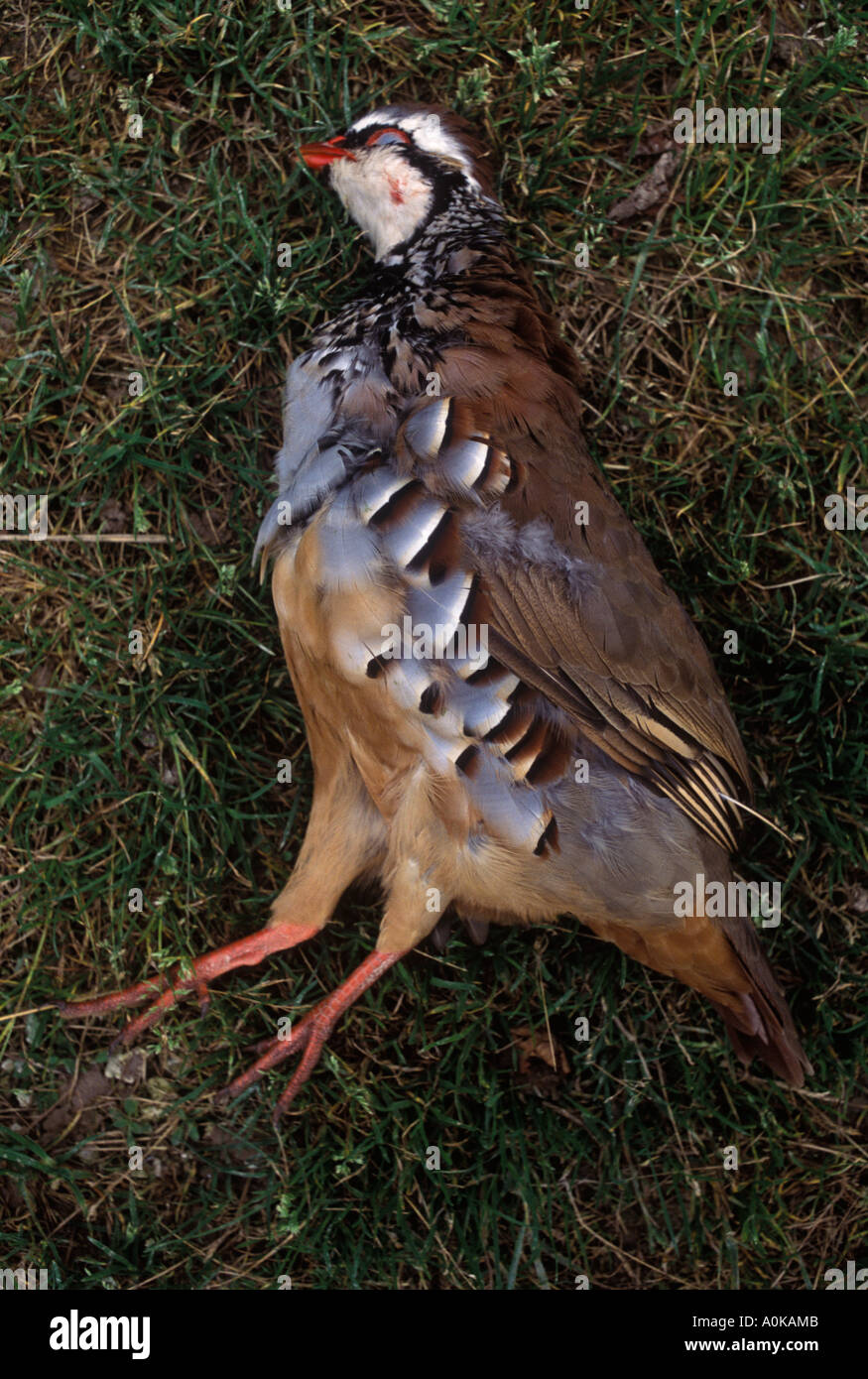 Dead partridge hi-res stock photography and images - Alamy
