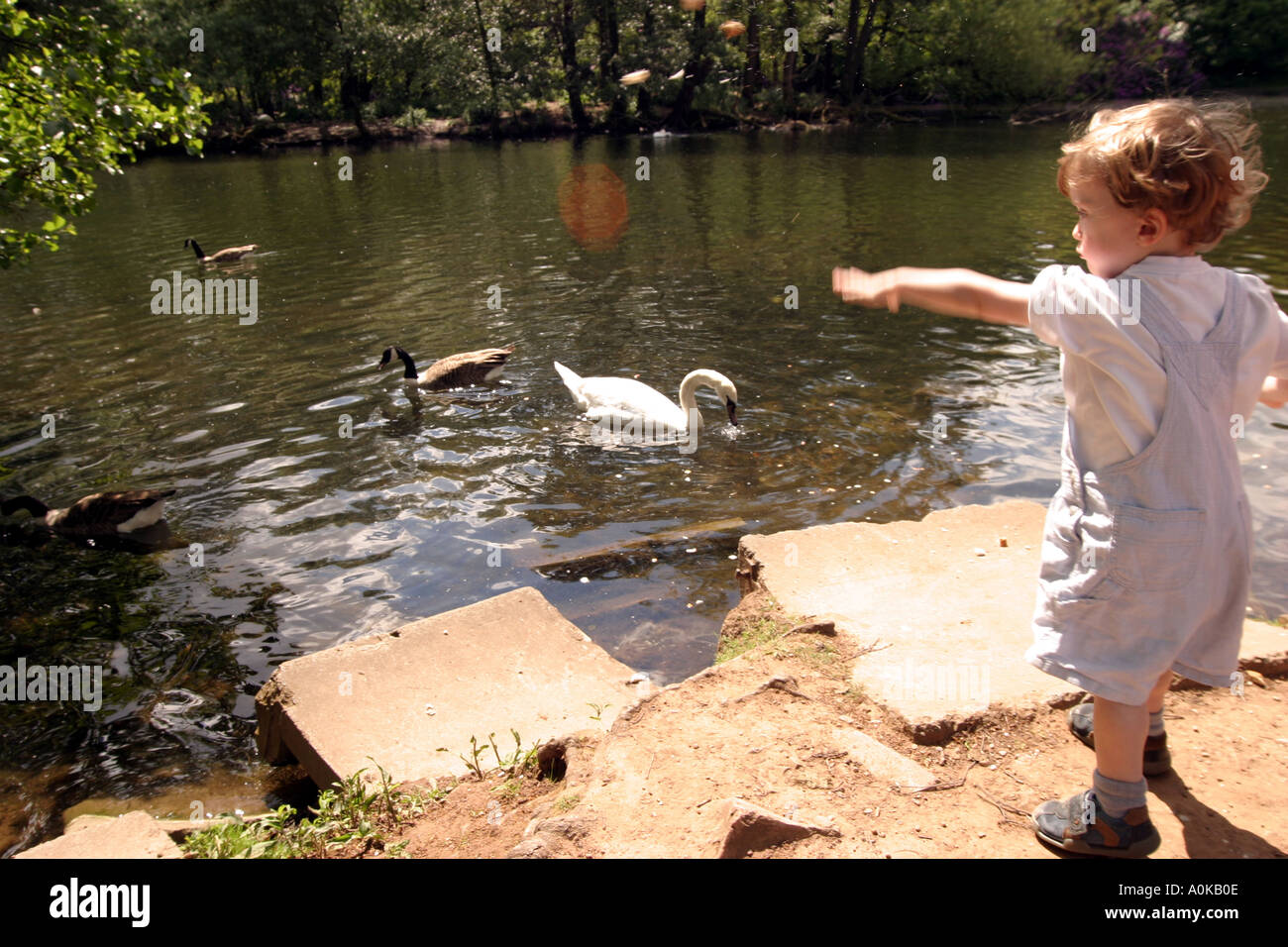 Coal ducks hi-res stock photography and images - Alamy