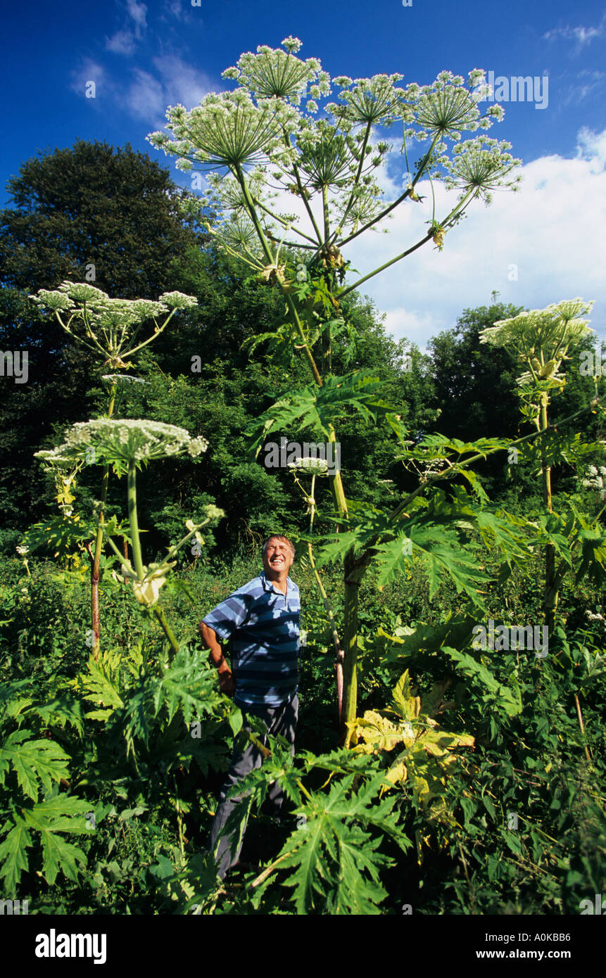 Giant hogweed hi-res stock photography and images - Alamy