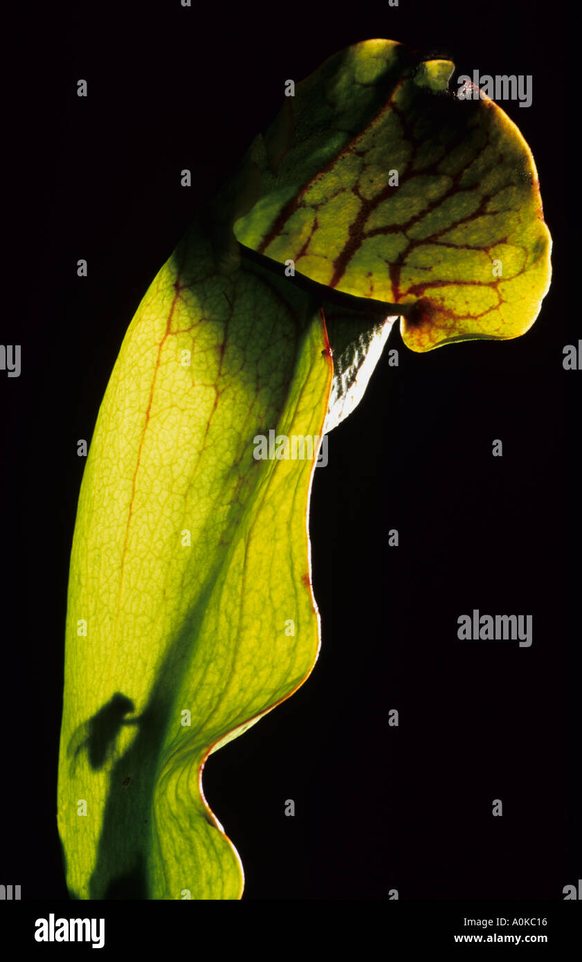 Captured insects hi-res stock photography and images - Alamy
