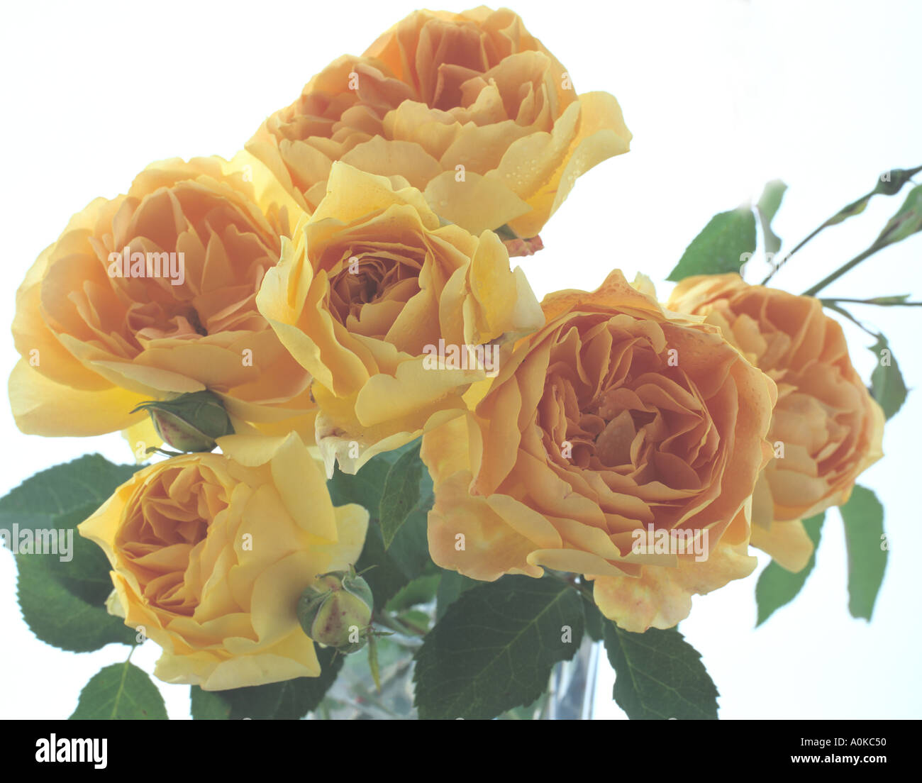 Molineux rose hi-res stock photography and images - Alamy
