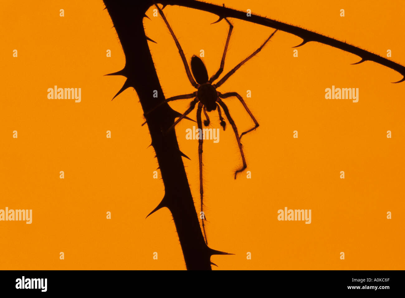 Common house spider Parasteatoda tepidariorum Stock Photo - Alamy