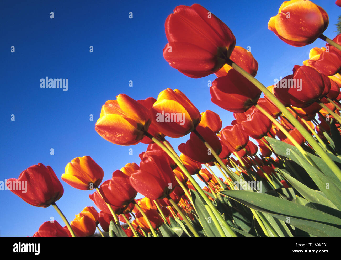 Tulip Flower Heads Norfolk UK Stock Photo - Alamy