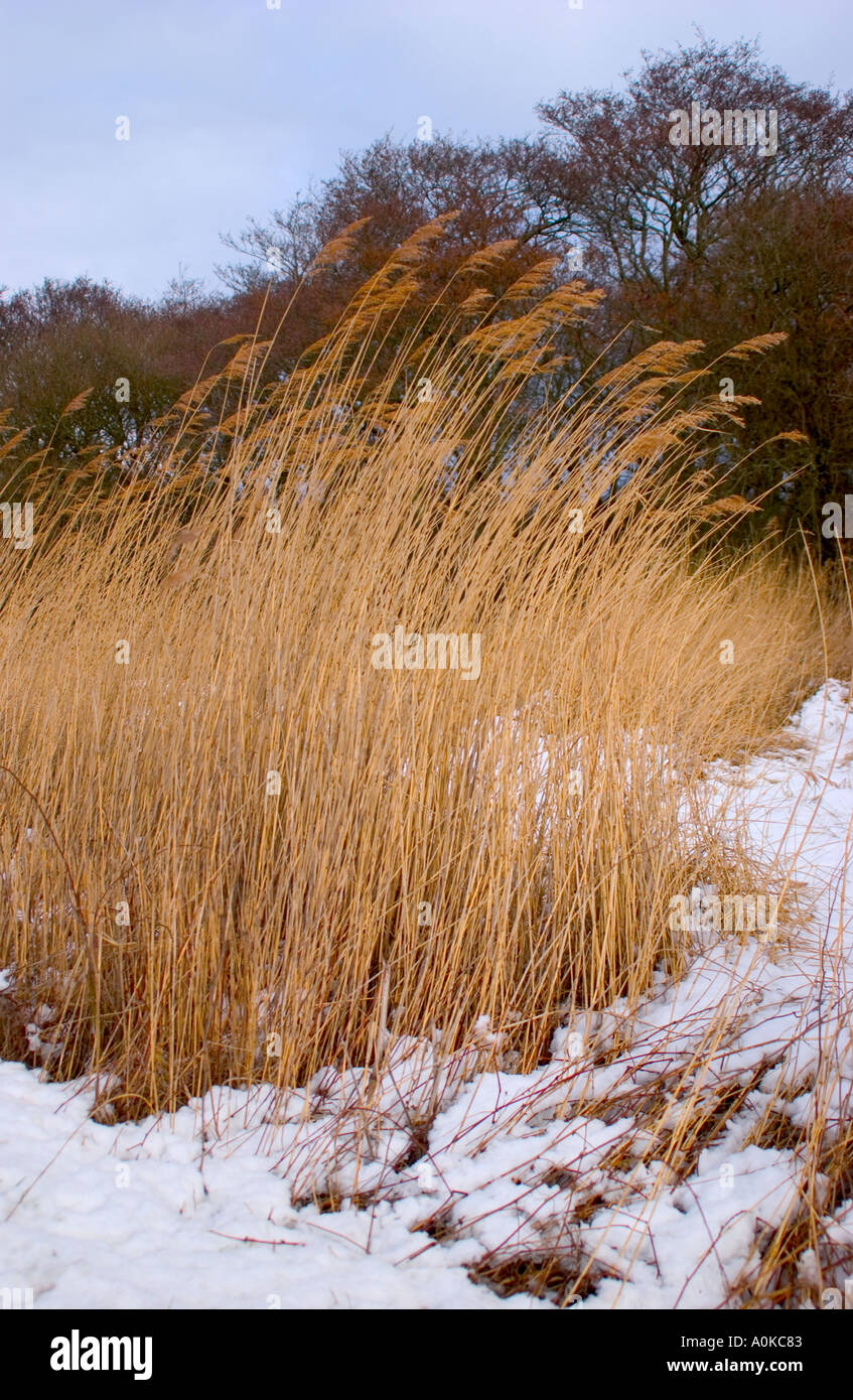 Snow gower hi-res stock photography and images - Alamy