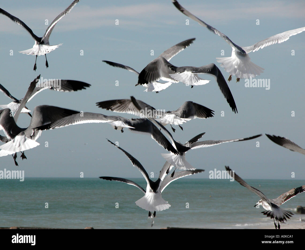 Seagulls in flight hi-res stock photography and images - Alamy