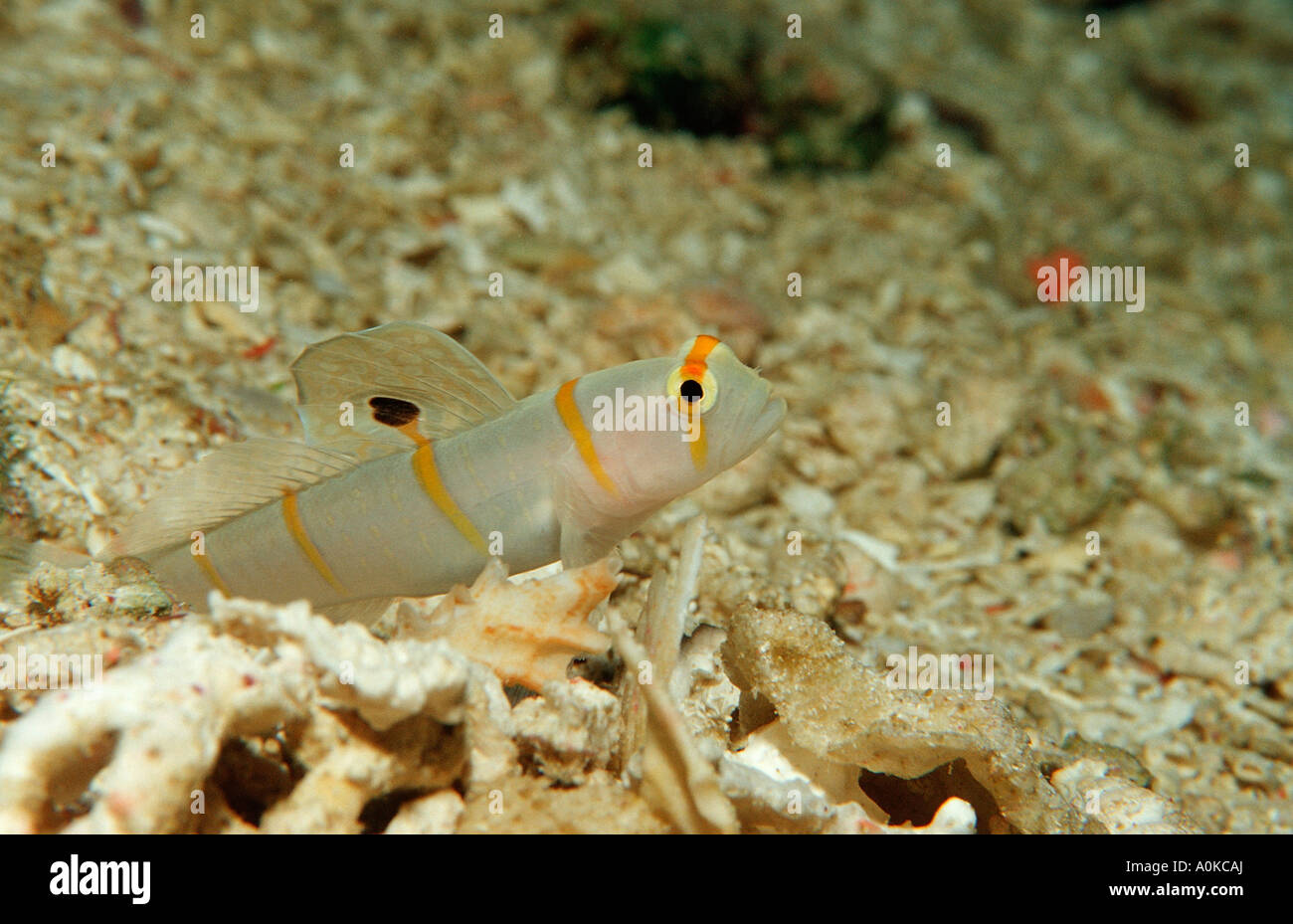 Randalls prawn goby Amblyeleotris randalli Waktobi Celebes Sea Sulawesi ...