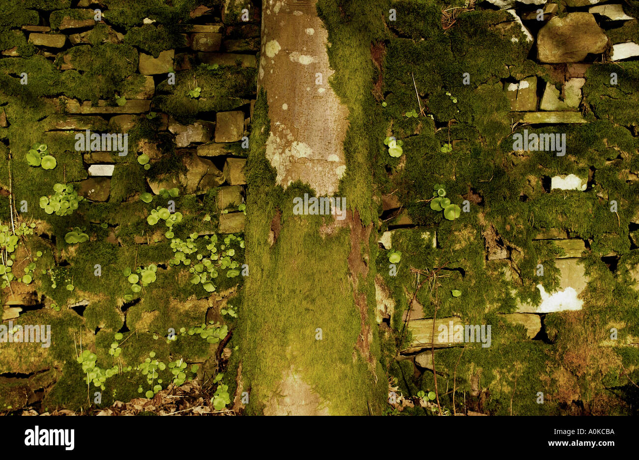 Tree trunk wood forest Stock Photo - Alamy