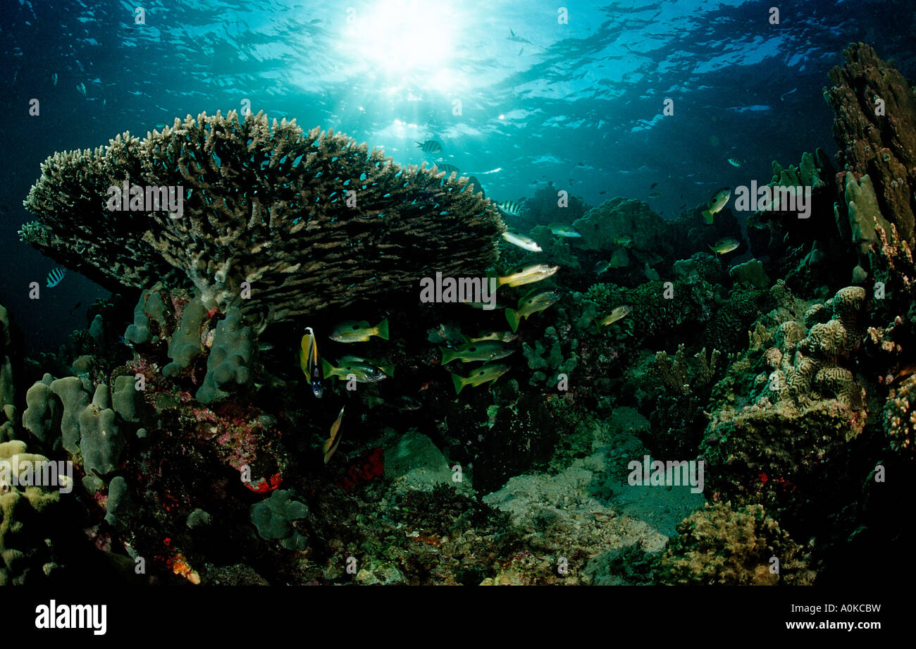 Corals and reefs hi-res stock photography and images - Alamy