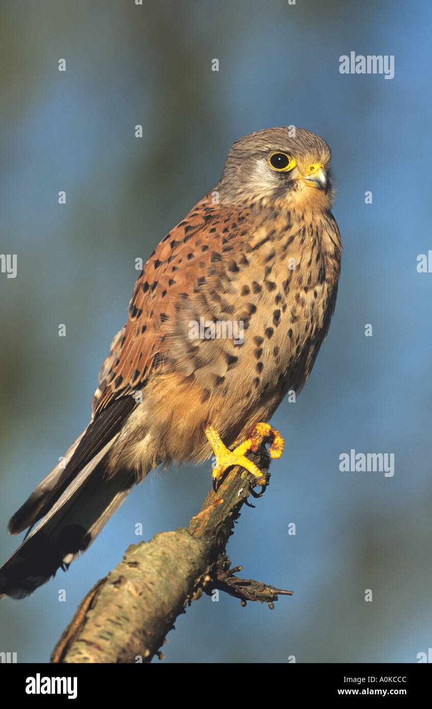 Kestrel Male Falco tinnunculus Stock Photo - Alamy