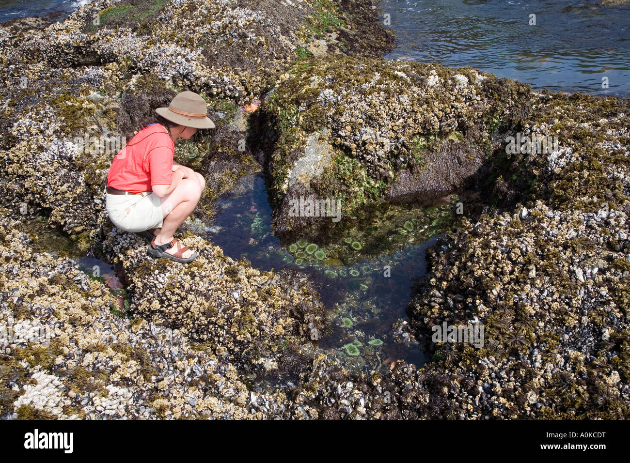 Woman looking in rockpool surrounded by barnacles and mussels Halfmoon ...
