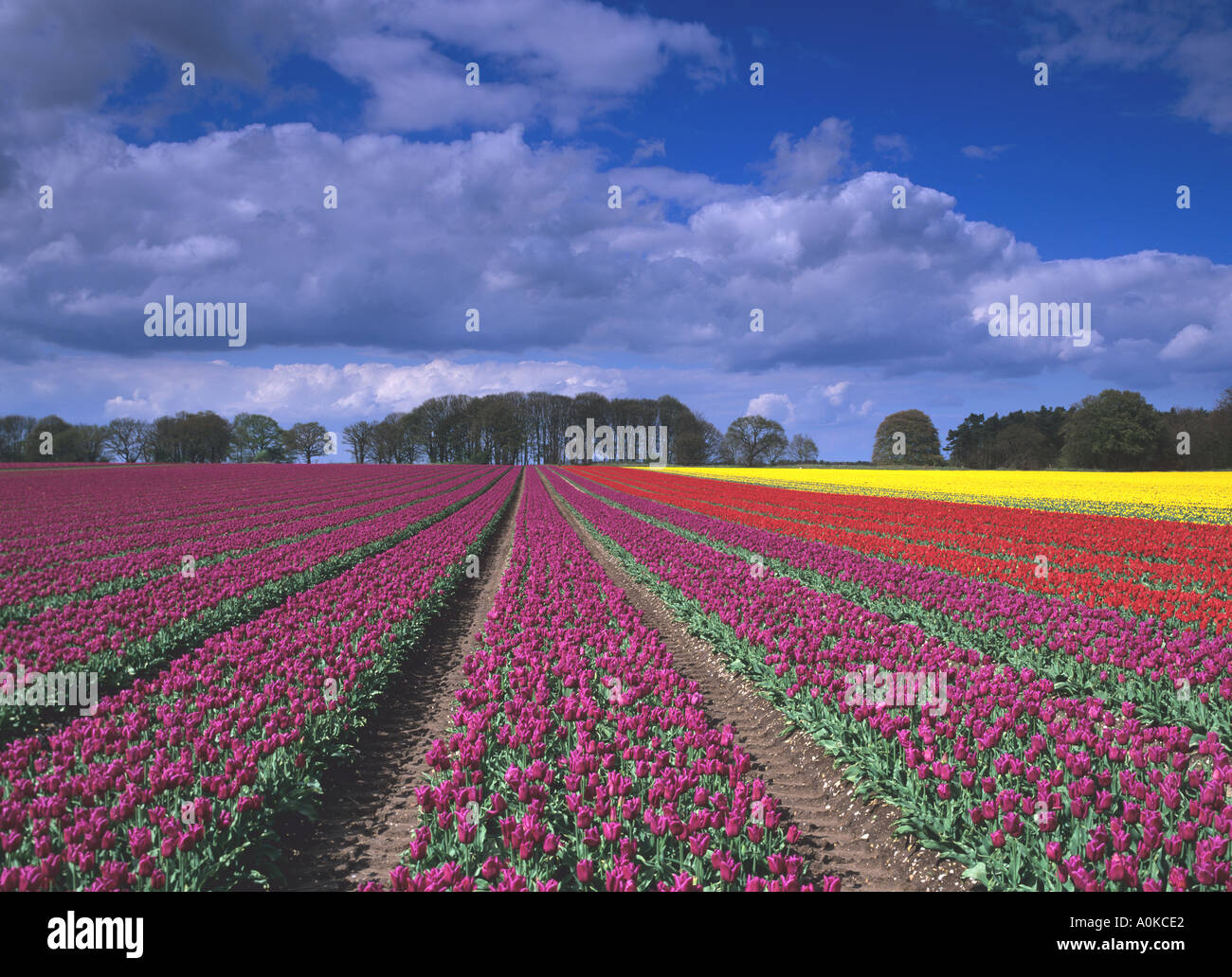 Commercial Tulip Bulb Production Norfolk UK Stock Photo - Alamy