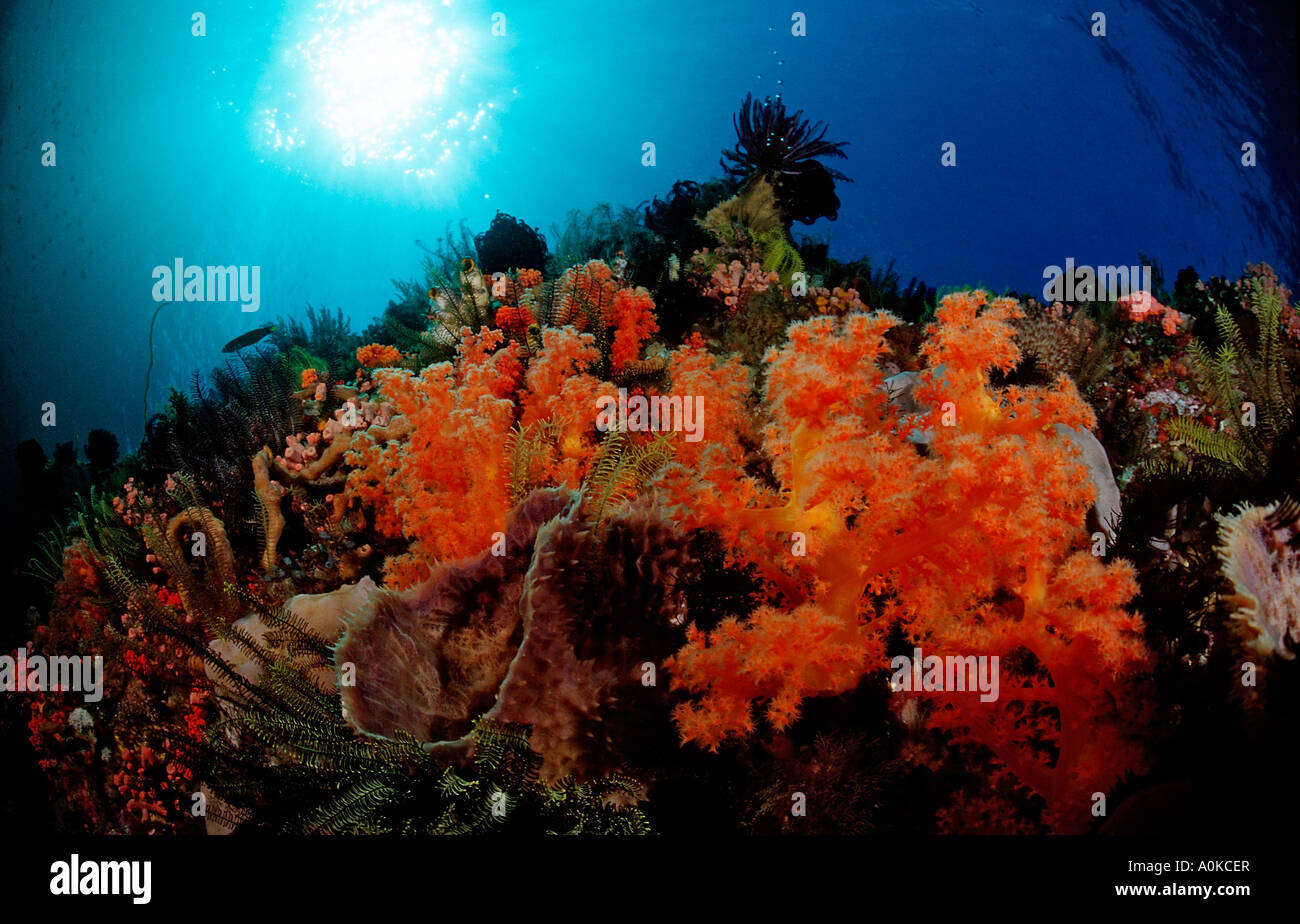 Coral Reef with Soft Corals Alcyonaria sp Komodo Indo Pacific Indonesia ...
