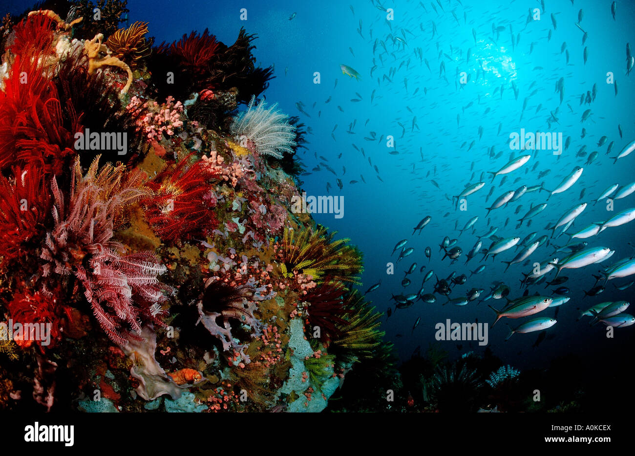 Coral Reef with schooling Fishes Komodo Indo Pacific Indonesia Stock ...