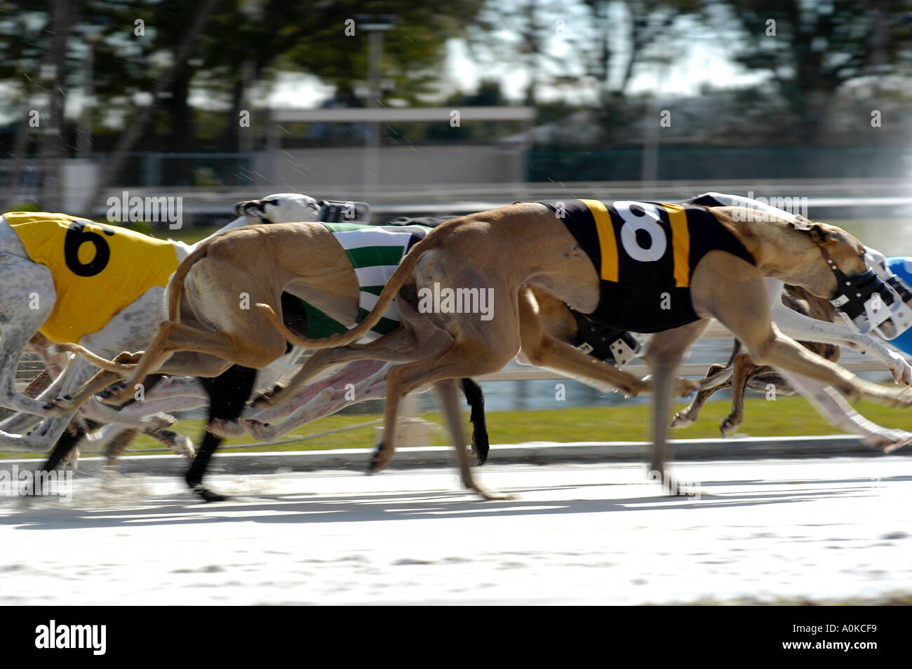 Greyhound Dog Racing Sarasota Florida Stock Photo - Alamy