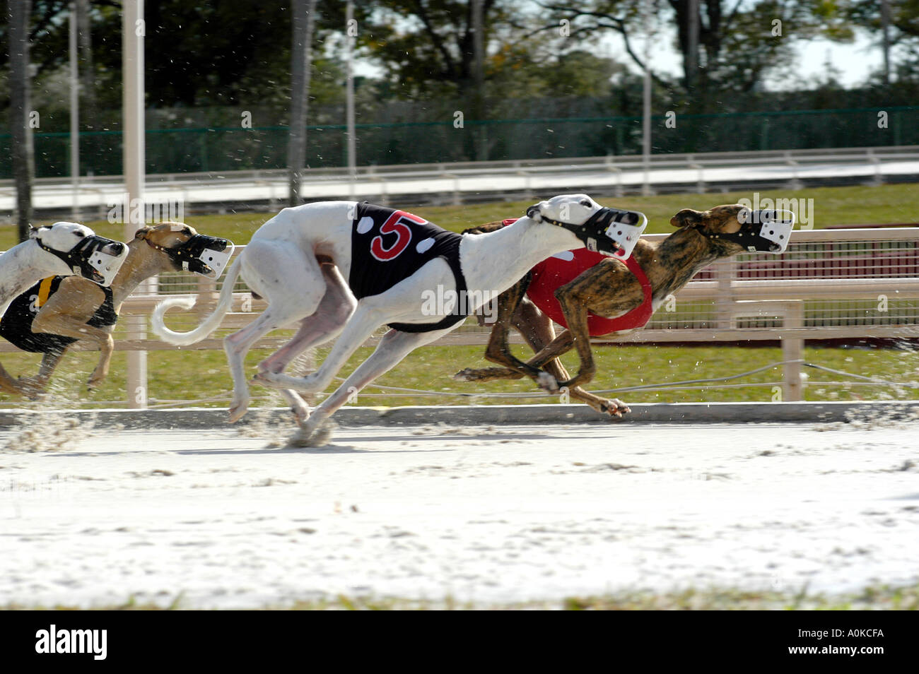 Greyhound Dog Racing Sarasota Florida Stock Photo - Alamy