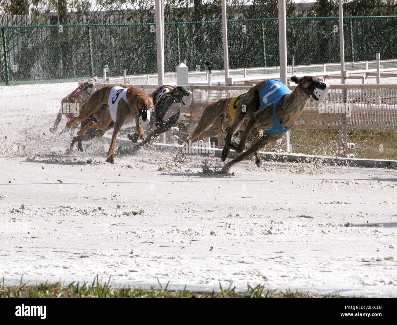 Greyhound Dog Racing Sarasota Florida Stock Photo - Alamy