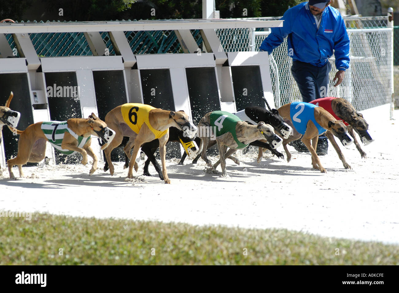 Greyhound Dog Racing Sarasota Florida Stock Photo - Alamy