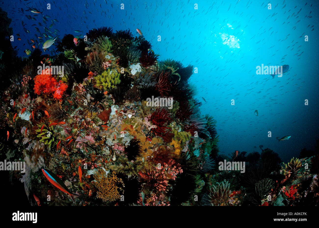 Crinoids at Coral Reef Crinoidea Komodo Indo Pacific Indonesia Stock ...
