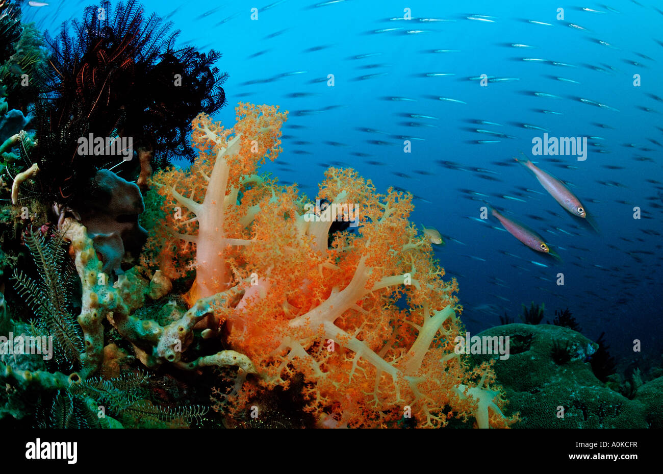 Coral Reef with Shoal and Soft Corals Alcyonaria sp Komodo Indo Pacific ...