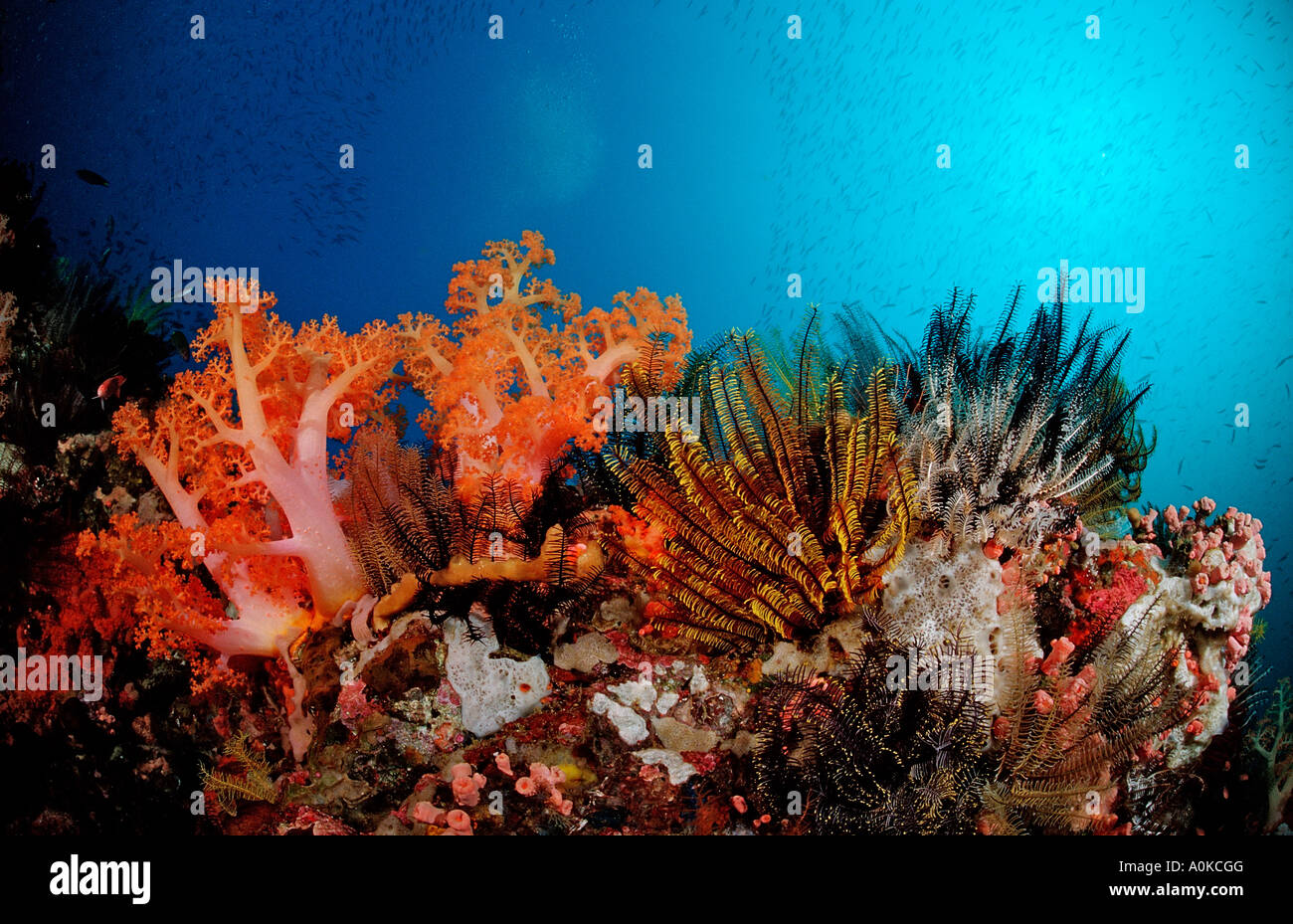 Coral Reef with Soft Corals Alcyonaria sp Komodo Indo Pacific Indonesia ...