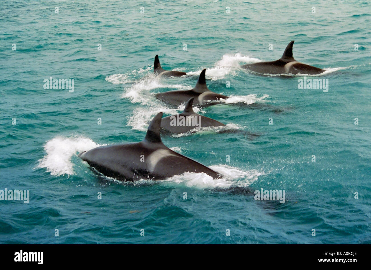 Orca new zealand hi-res stock photography and images - Alamy