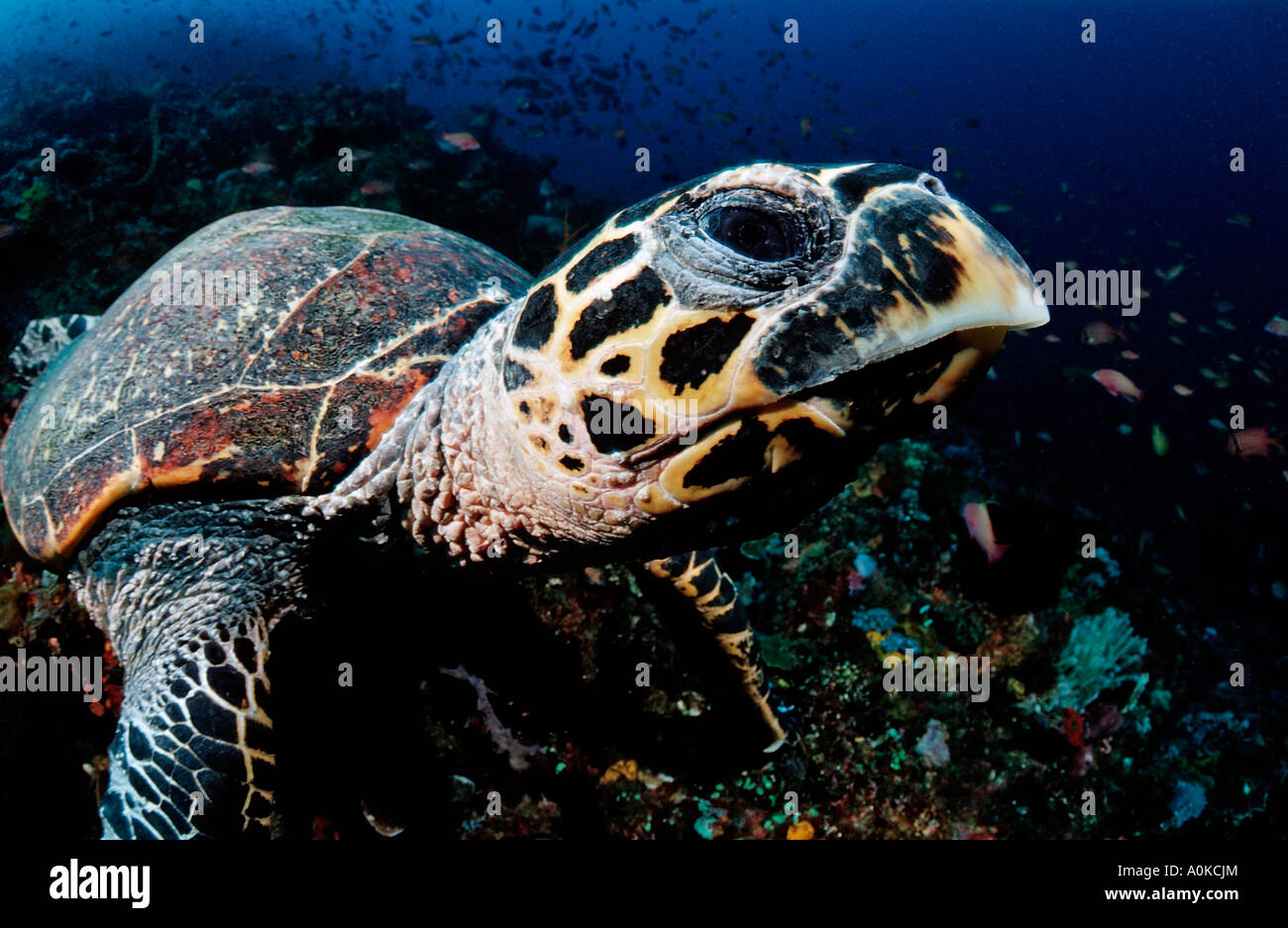 Hawksbill sea turtles hi-res stock photography and images - Alamy
