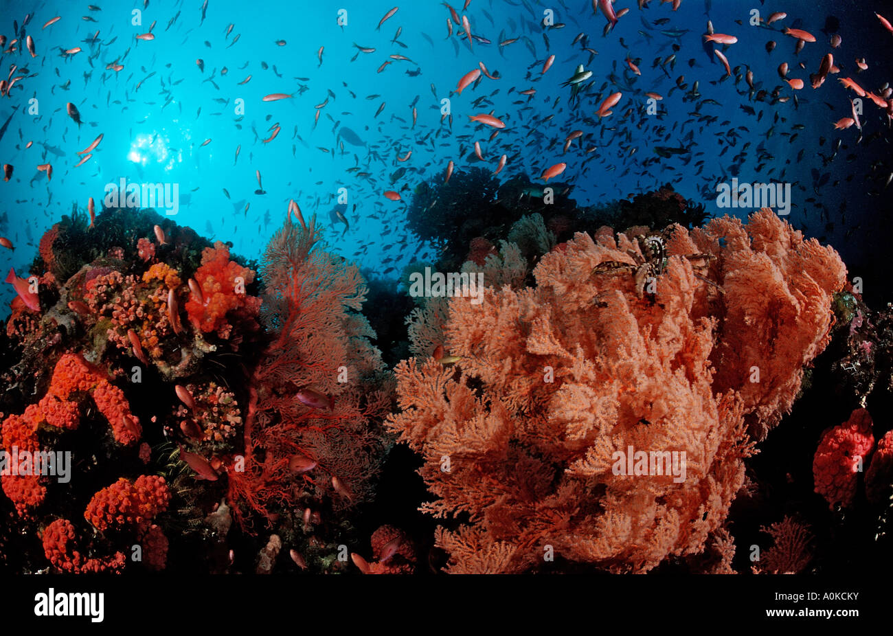 Sea Fan and Anthias Gorgonaria sp Anthiinae Komodo Indian Ocean ...