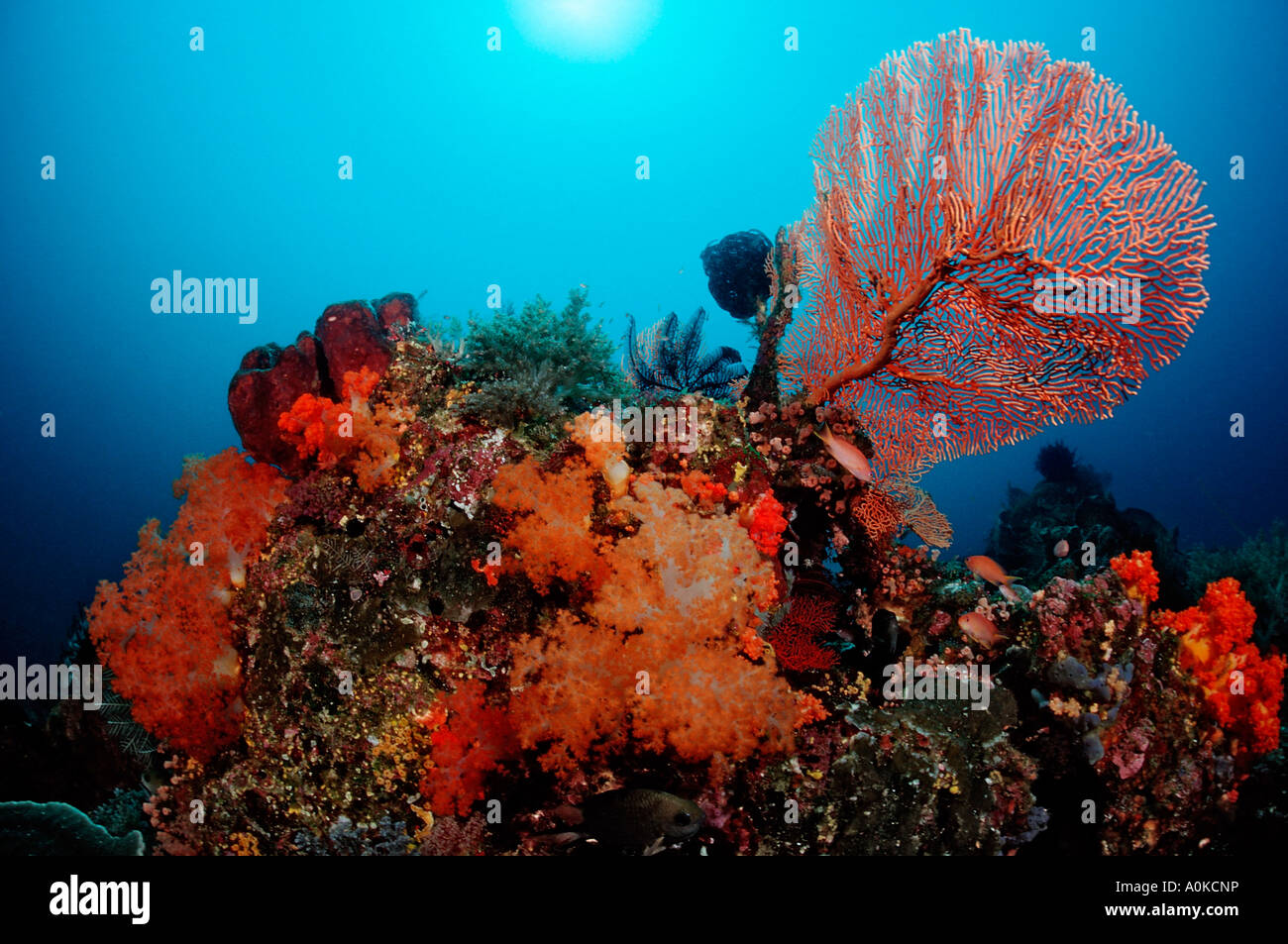 Coloured Coral Reef Komodo Indian Ocean Indonesia Stock Photo - Alamy