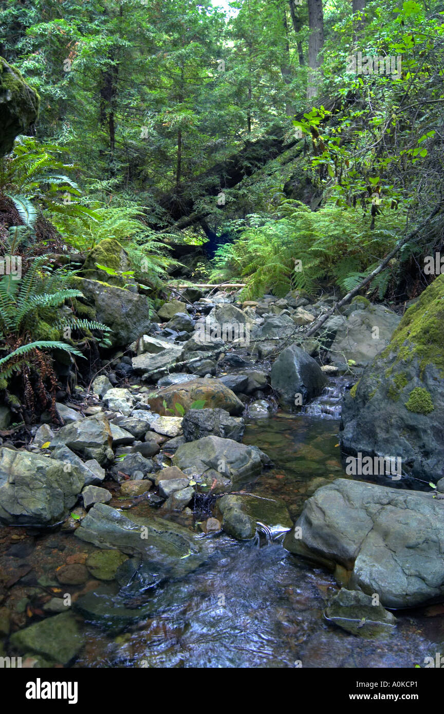 Redwood forest streams and waterfalls hi-res stock photography and ...