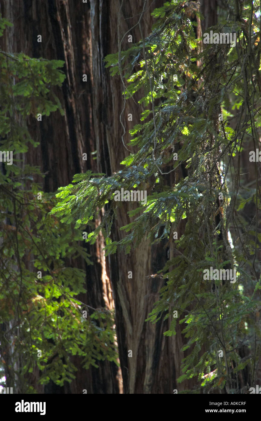 Redwood forest Northern California United States Stock Photo - Alamy