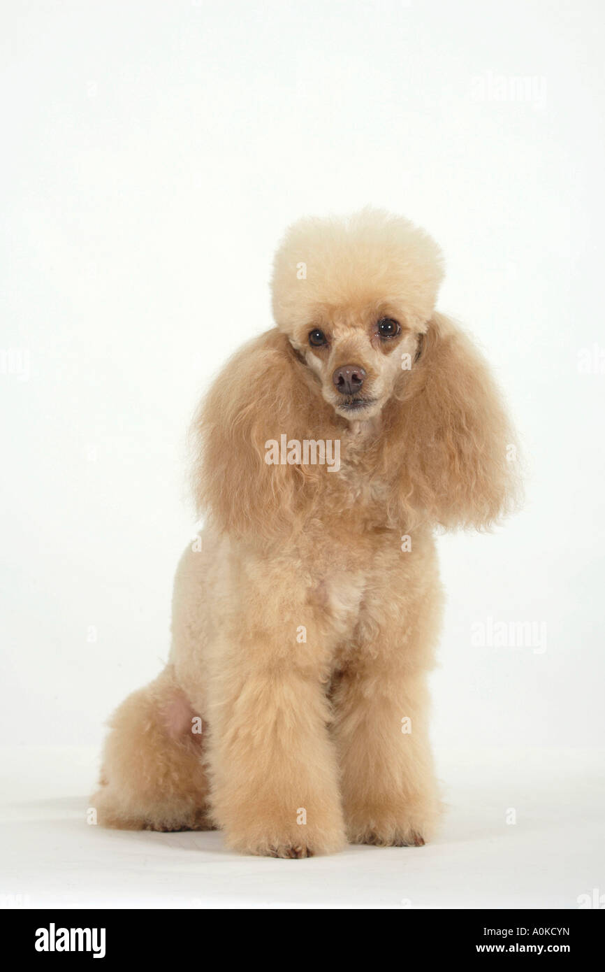 Miniature Poodle apricot Stock Photo - Alamy
