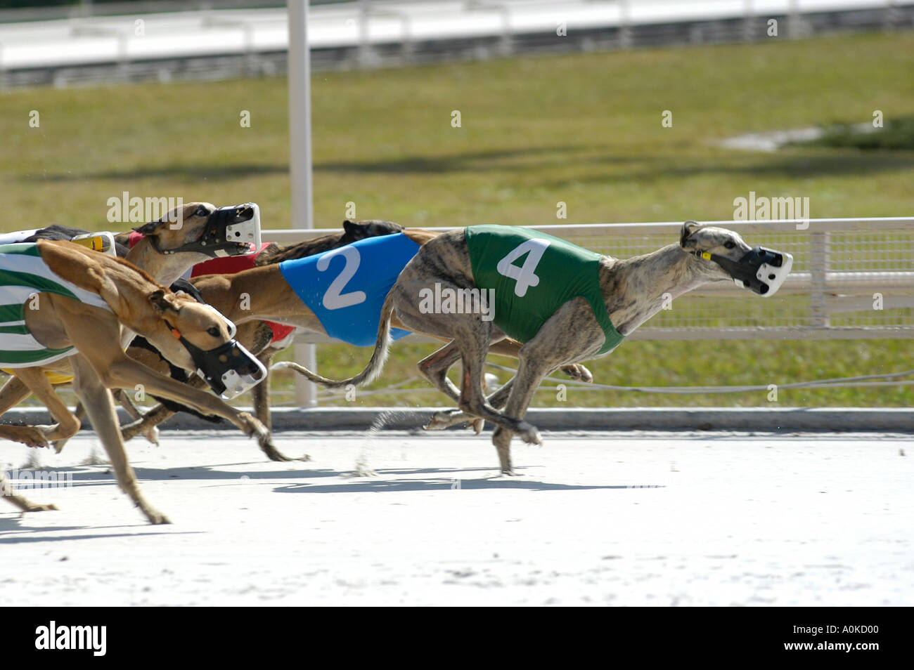Greyhound Dog Racing Sarasota Florida Stock Photo - Alamy