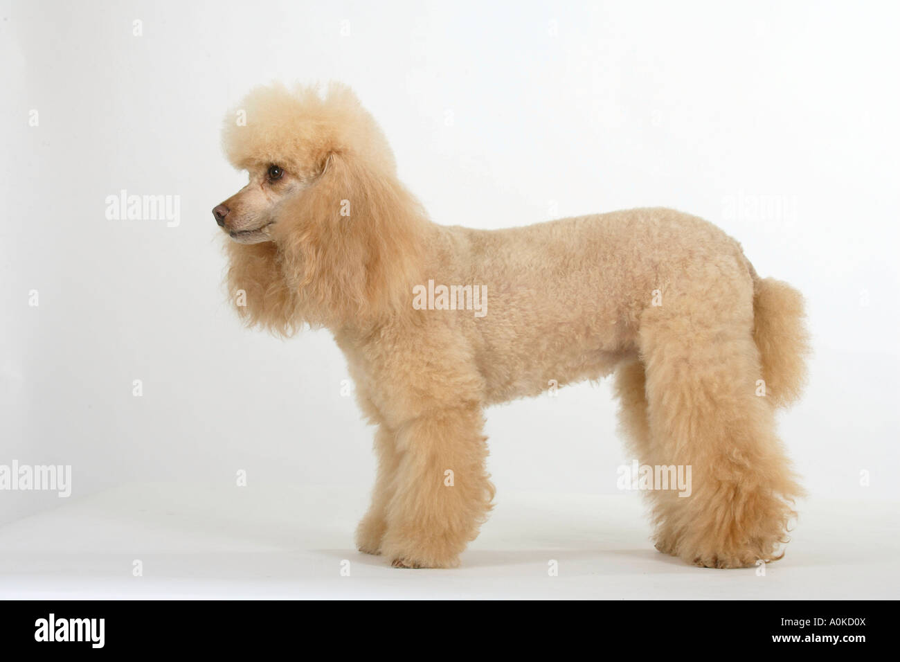 Miniature Poodle apricot side Stock Photo - Alamy