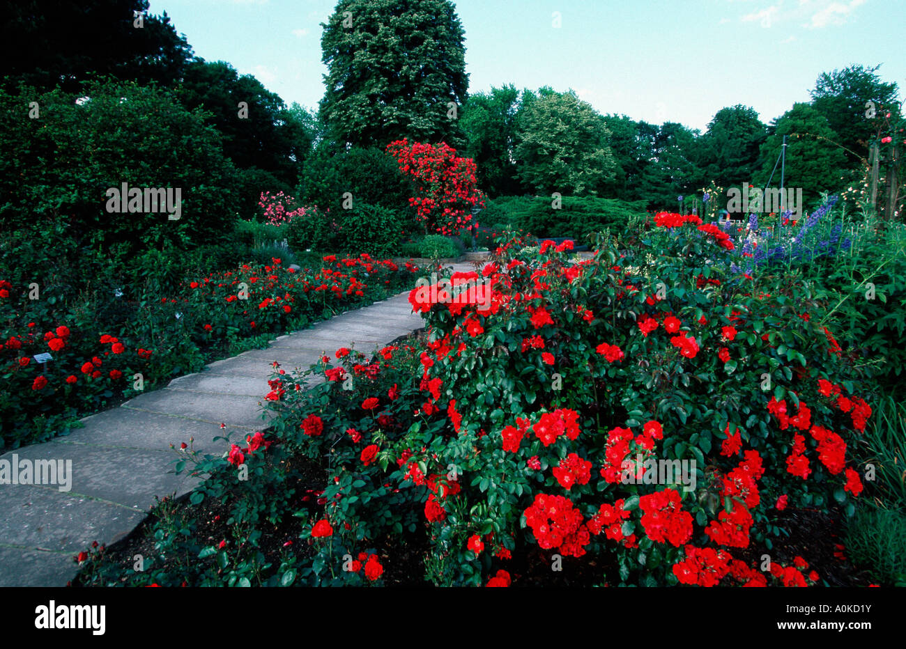 Westfalenpark rose germany hi-res stock photography and images - Alamy