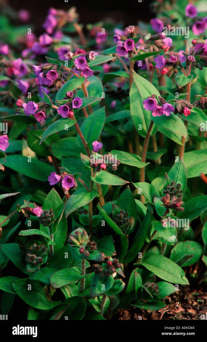 Pulmonaria plants hi-res stock photography and images - Alamy